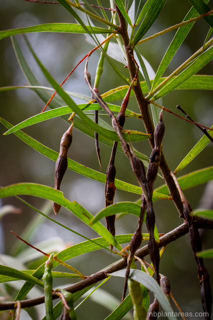 Acacia floribunda | NB Plant Areas