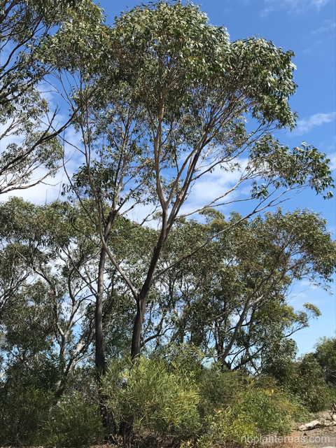 Eucalyptus sieberi | NB Plant Areas