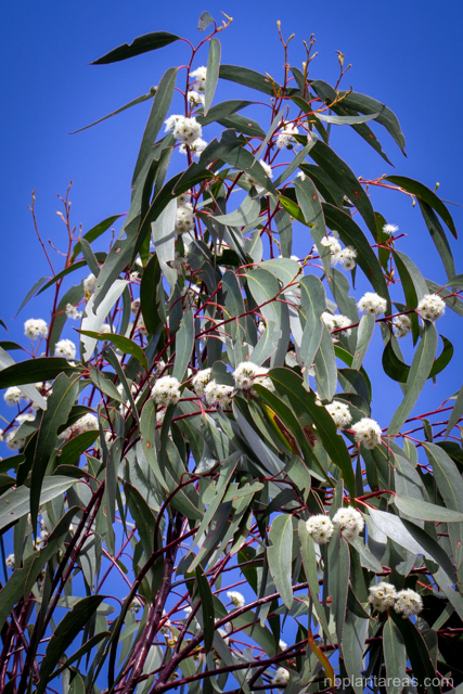 Eucalyptus sieberi | NB Plant Areas