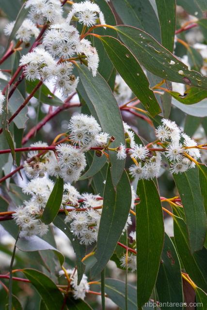 Eucalyptus sieberi | NB Plant Areas