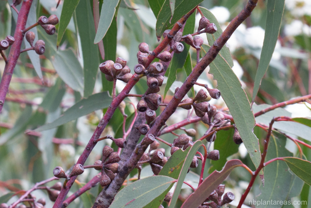 Eucalyptus sieberi | NB Plant Areas