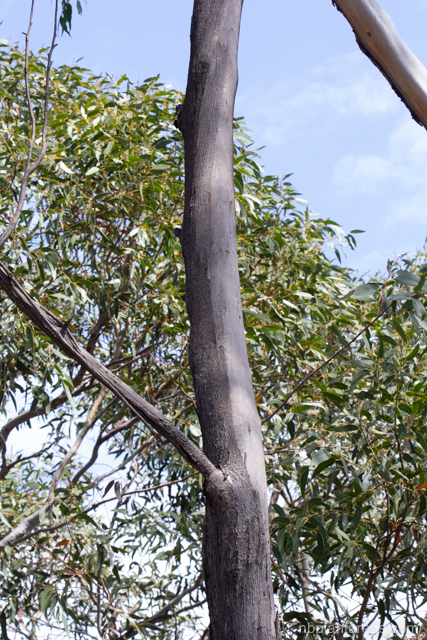 Eucalyptus sieberi | NB Plant Areas